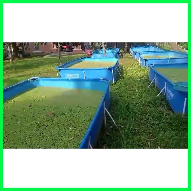 1Native Azolla Organic Fertilizer 500g- A biofertilizer to improve Soil ...