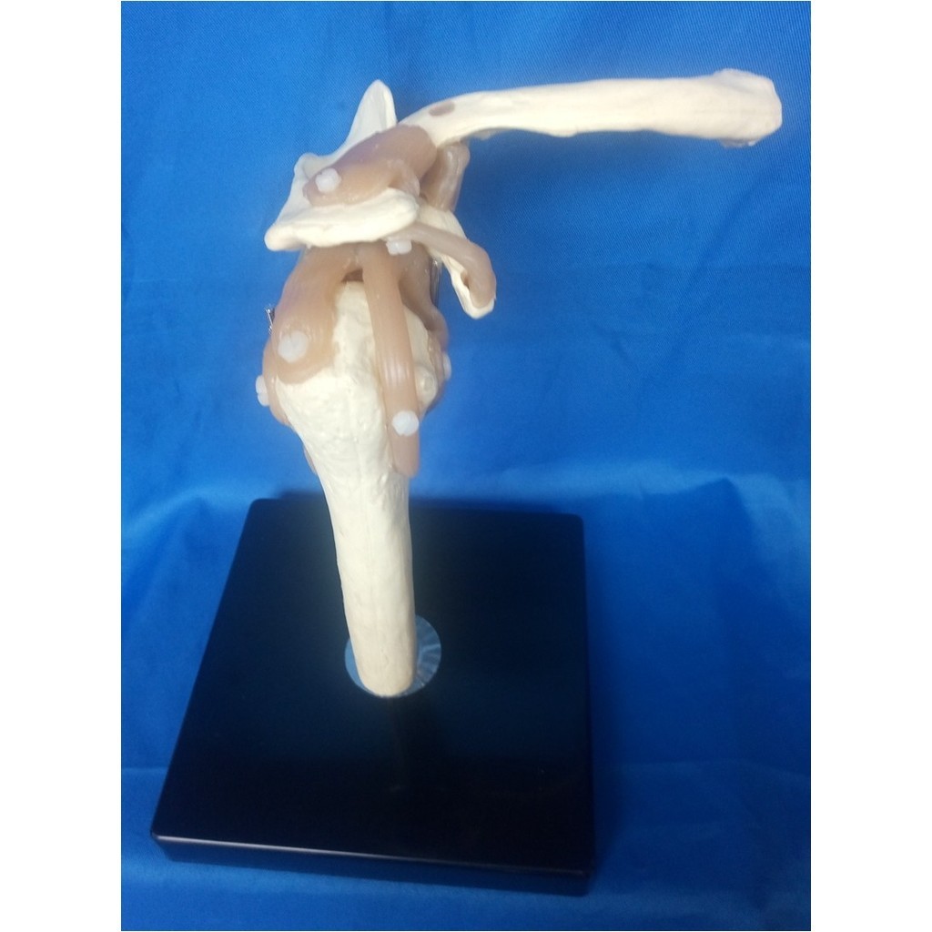 Human Shoulder Ligament Functional Clavicular Scapular Bone Model ...