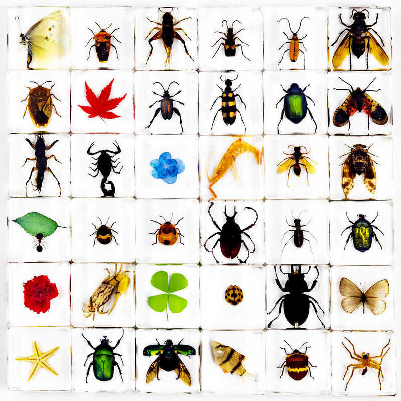 Crystal Epoxy Resin Real Insect Specimen Children's Educational Toys ...