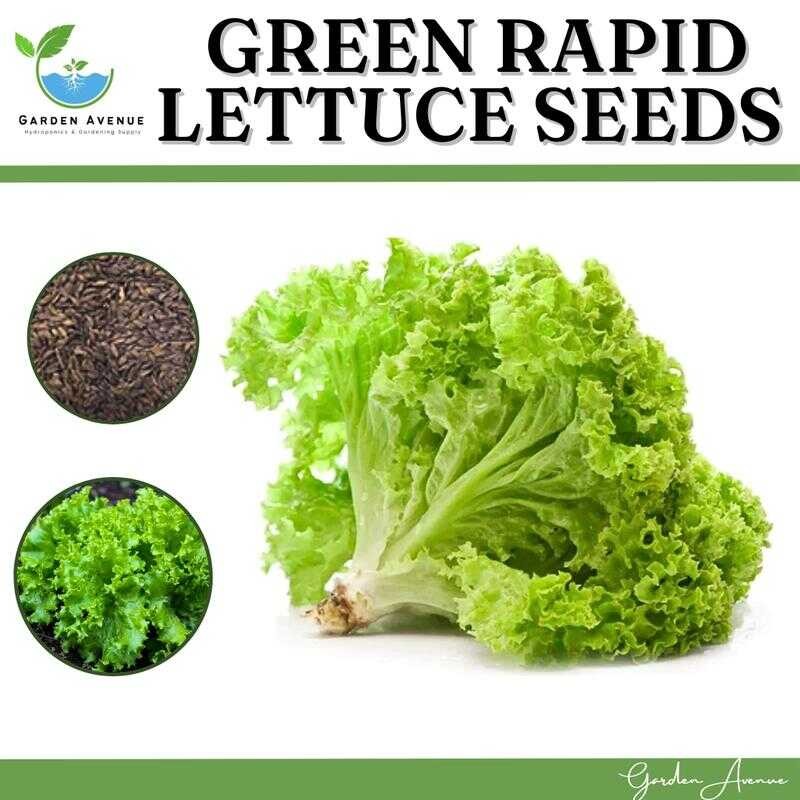 GREEN RAPID LETTUCE SEEDS - FOR BEGGINERS VARIETY/EASY TO GROW | Shopee ...