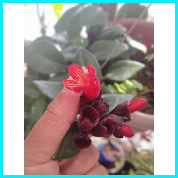 hoya lipstick plant(red maroon flower) | Shopee Philippines