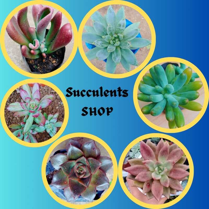 Live - Hobbit Ear/ Shooting Star/ Banana/ Ruby Donna/ Purpusom/ Mini ...