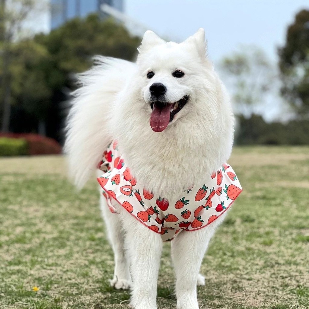 Big Dog Clothes Floral Skirt Strawberry Large Dog Dress Golden ...