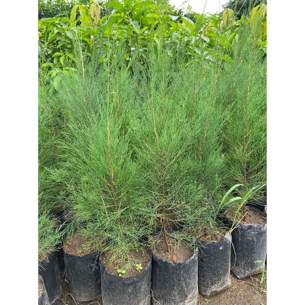 Australian Pine/Whistling Pine Seedlings Casuarina, ironwood, coast she ...