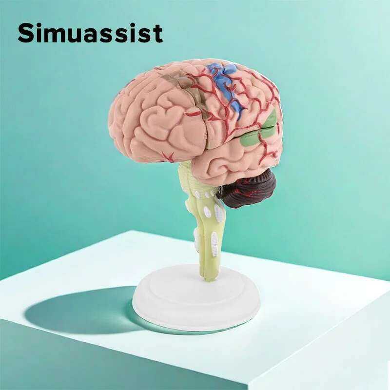 4D Medical Removable Mini Brain Model Assembled Model Structure Of The ...