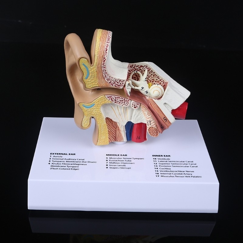 1.5 Times Life Size Human Ear Model Scientific Anatomy Teaching ...