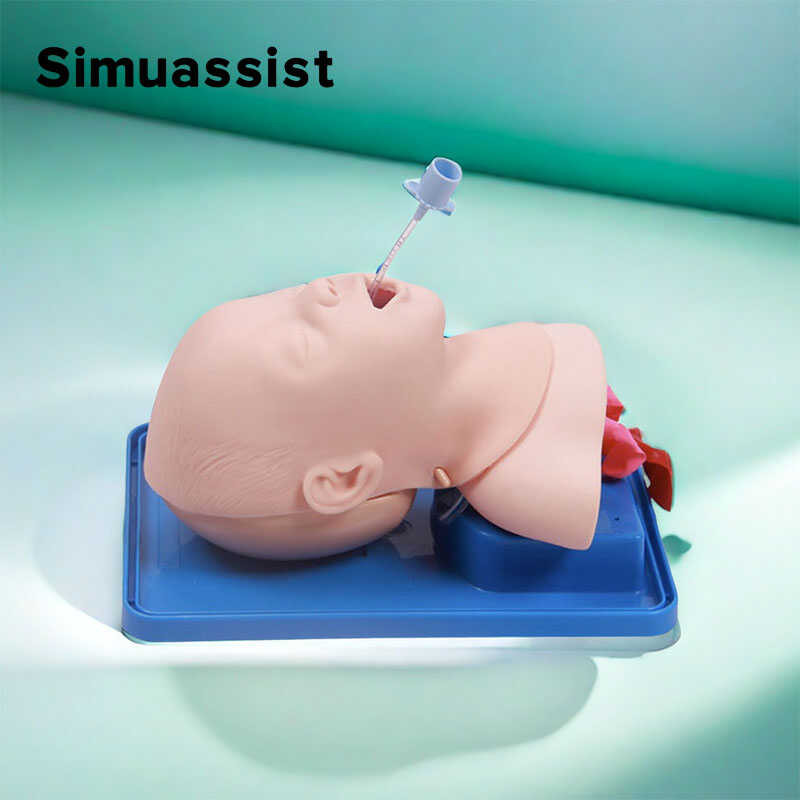Neonatal Model Infant og Double Lung And Stoh Expansion Newborn ...