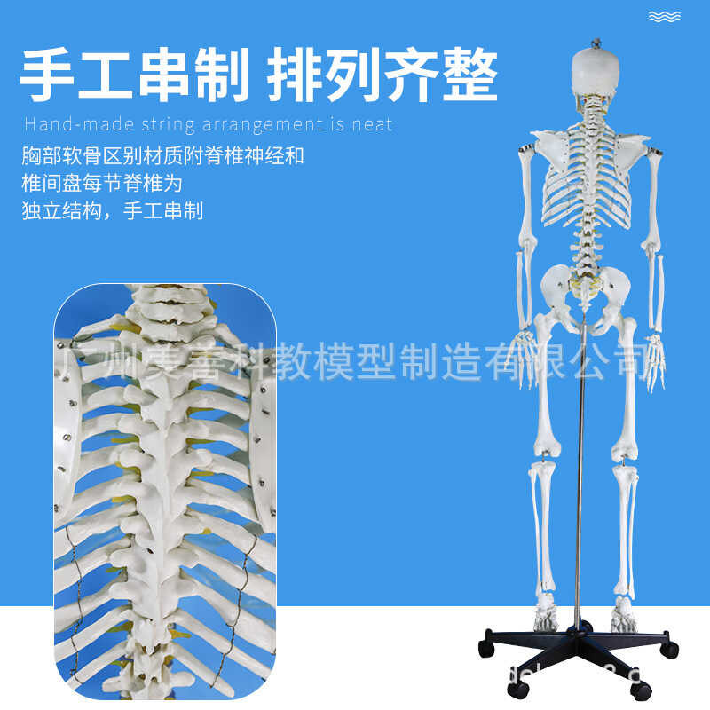 Skeleton Model Human Full Body Skeleton Adult Small Skull Teaching ...