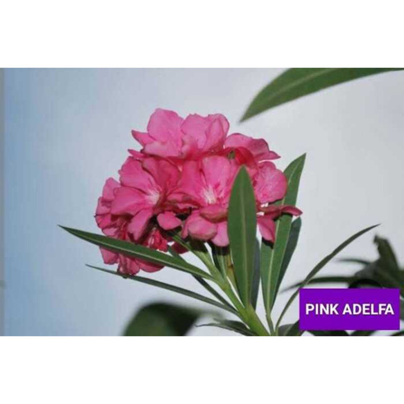 Pink Adelfa Live Plant I Fully Rooted With Flowers 080 B9 Ed 91 ...