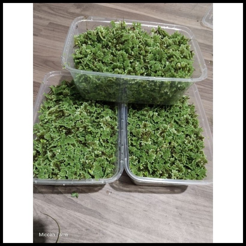azolla mix duckweeds|Horn wort| water lettuce aquatic seed bulbs ...