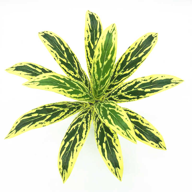 Leaf 12-Head Sword Brazilian Wood Yellow Iron Tree Leaves Bird's Nest ...