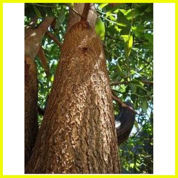 ACACIA MANGUIM SEEDS ( 100 SEEDS)( BUY 2 GET 1 FREE ) | Shopee Philippines