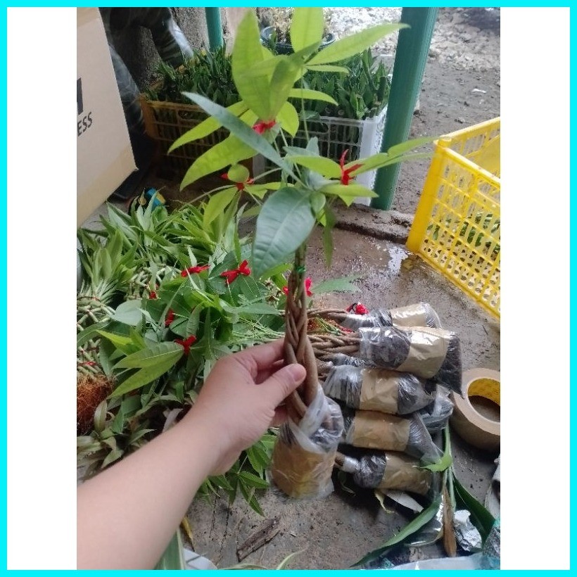 BRAIDED MONEYTREE (STABLISHED) | Shopee Philippines
