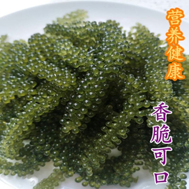 COD Fresh Sea Grape Longevity Vegetable Seaweed Vegetable Sea Vegetable ...