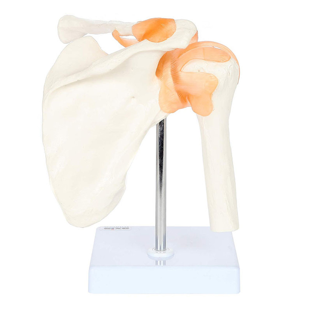 Adult Functional Anatomical Life Size Human Anatomy Skeleton Shoulder ...