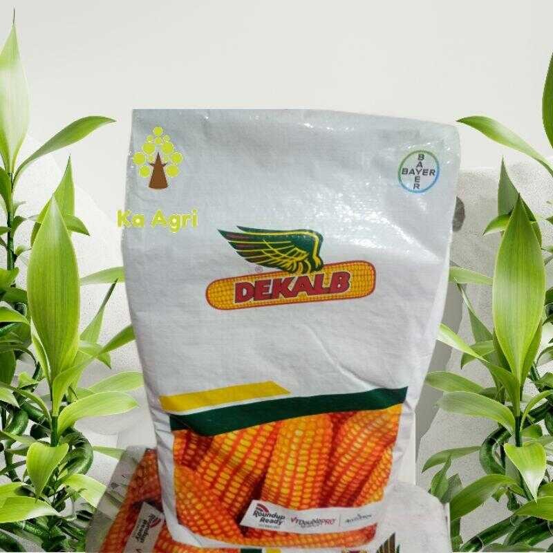 "Dekalb Seeds 8282S Repacked Pack - 1Kg Premium Yellow Corn Seeds" Fd5 ...