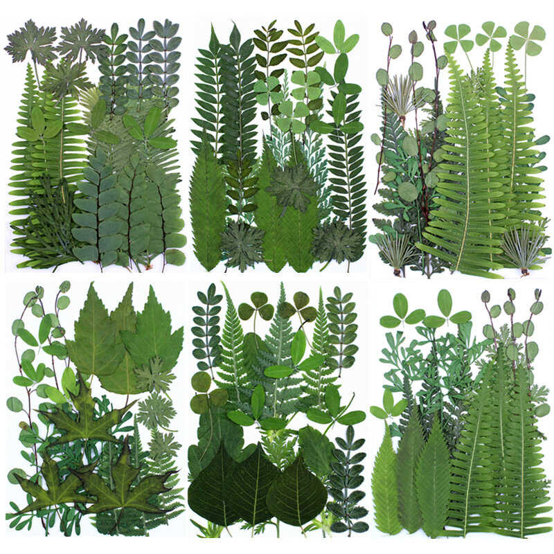 Leaf Combination Green Pack Real Leaf Plant Specimen Stickers Dried ...