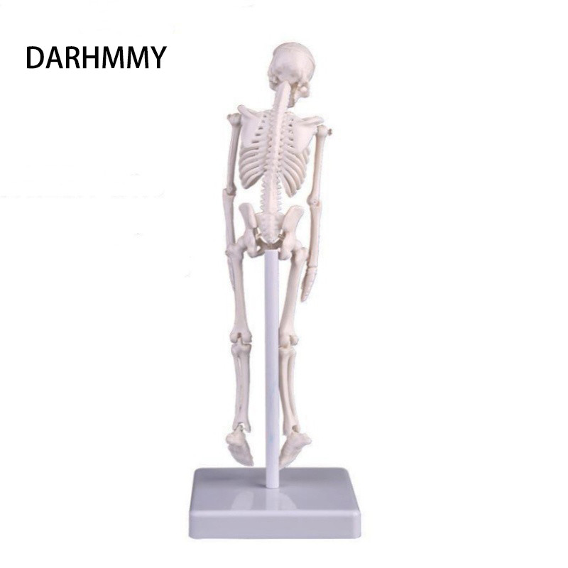 DARHMMY 21 Cm Miniature Human Skeleton Whole Body Skeletal Simulation ...