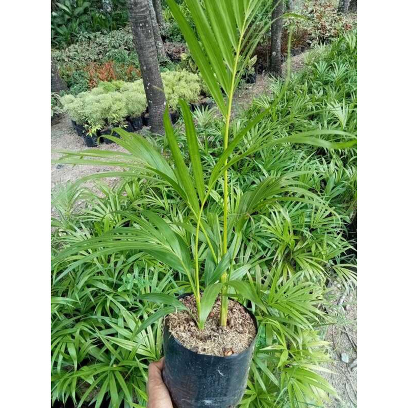2 In 1 Pot Palmera Arace Live Plant Real Luzon Buyers Only 176 64 Ed 86 ...