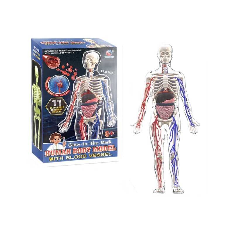 356 Science and Education Human Body Model Assembly Skeleton Organs ...