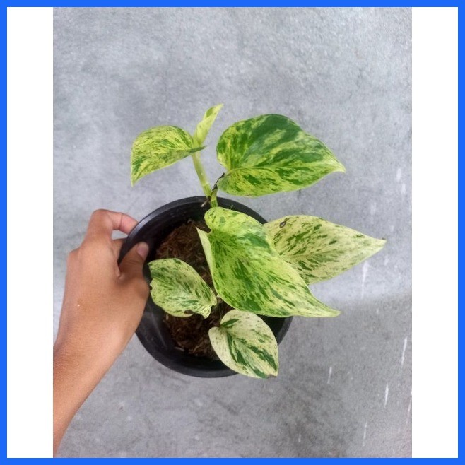 Pothos Manjula, Marble Queen, reverted manjula, neon, Njoy, giant ...