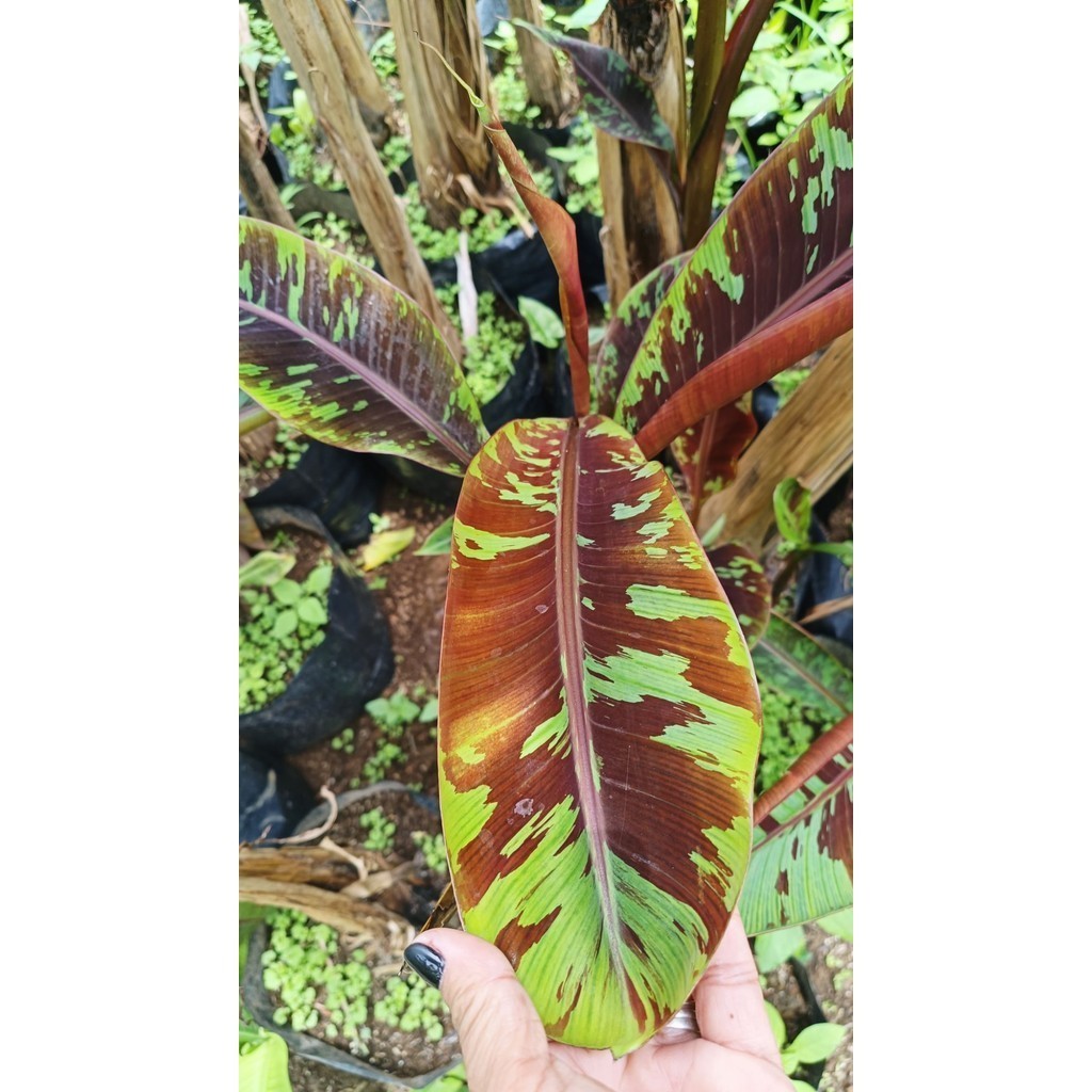 Banana 'Rojo' Musa sumatrana Variegated Blood Musa Red Banana seedlings ...