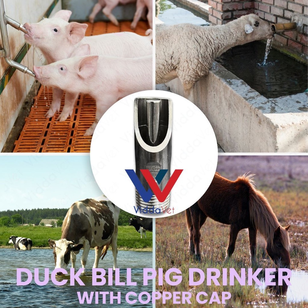 Stainless Pig Waterer with Copper Cap Touch Flow Duckbill for Piglets ...