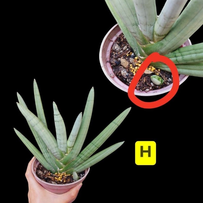 sansevieria platinum boncel | Shopee Philippines