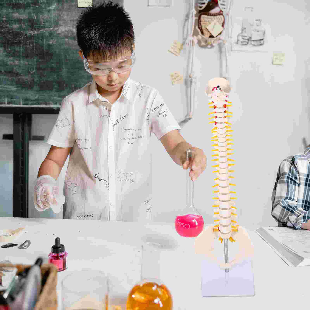 Vertebral Column Model Spine Spinal Tailbone Anatomy Whole Body Human ...