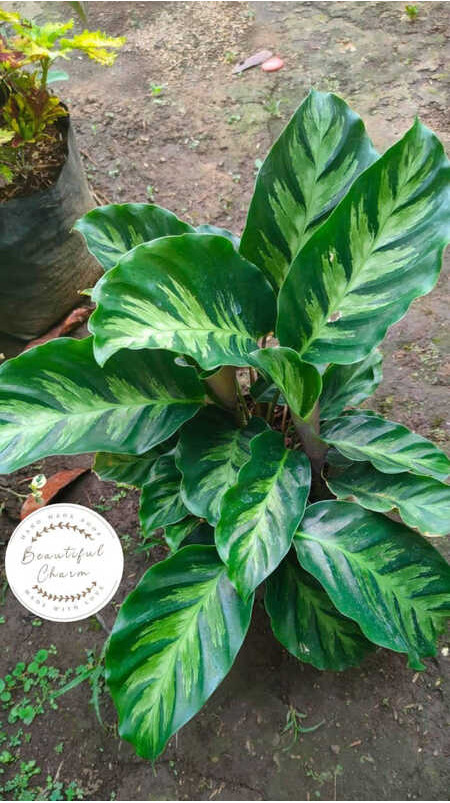 Calathea Misto Live with FREE plastic pot, pebbles garden soil (Rare ...