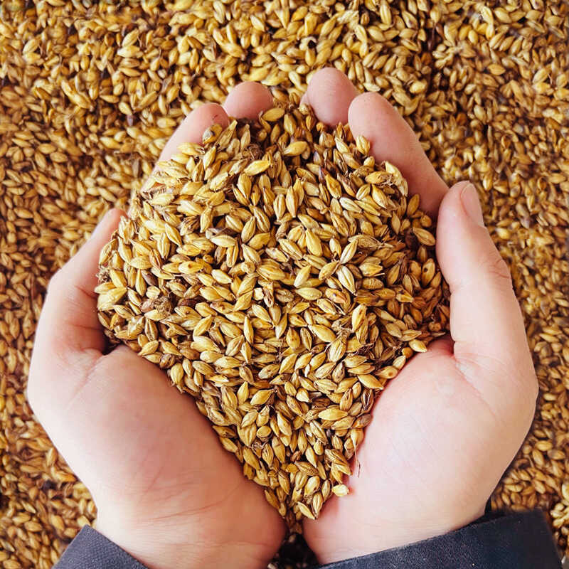 2025 500g inihaw tubig, iniluluto malt, at kinakain, parehong orihinal ...