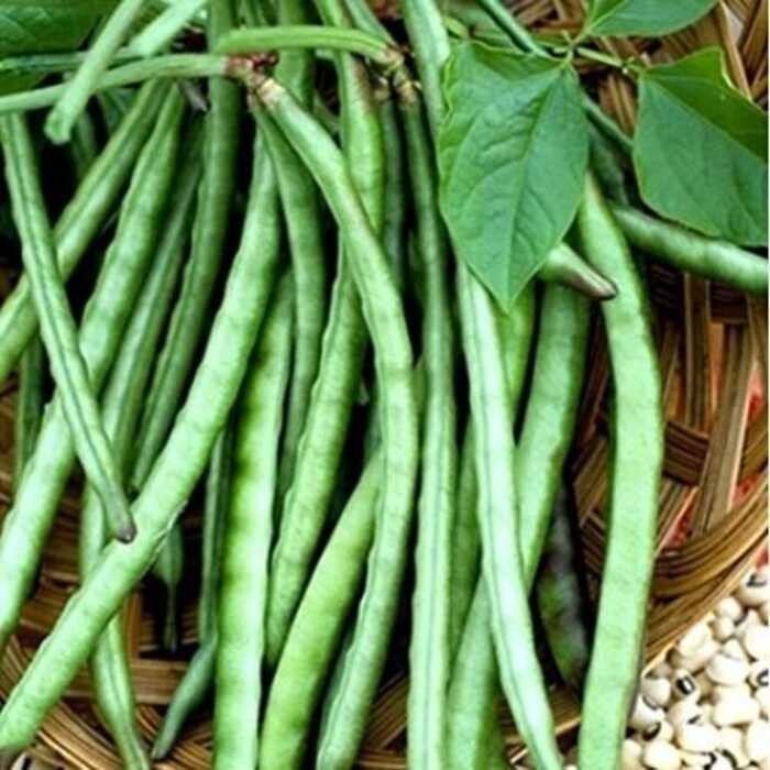COWPEA VEGETABLE SEEDS (20 Seeds) | Shopee Philippines