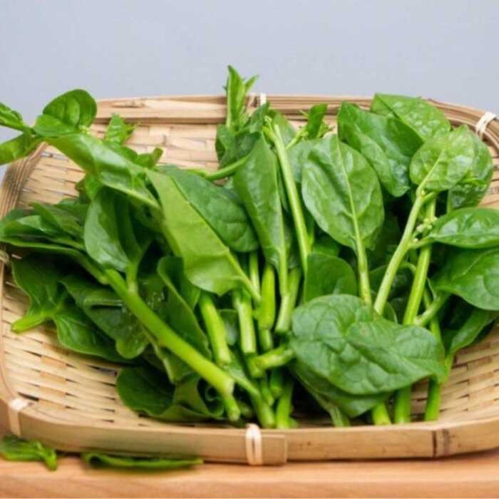 Chinese Big Green Leaf Alugbati Malabar Spinach Variety Vegetable Seeds ...