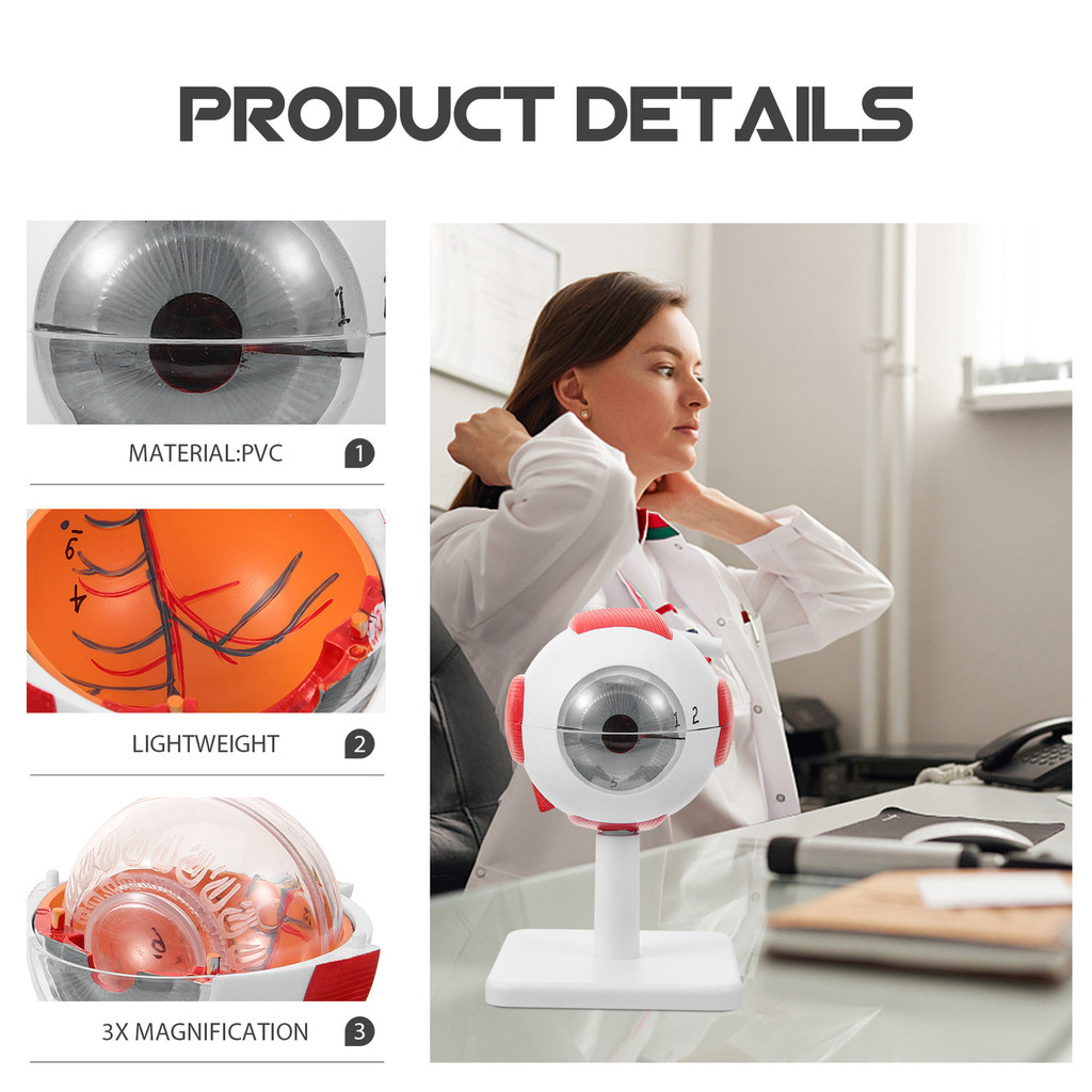 Human Body Beads Eye Model 1500X870x870cm Pvc Anatomy Medical Eyeball ...