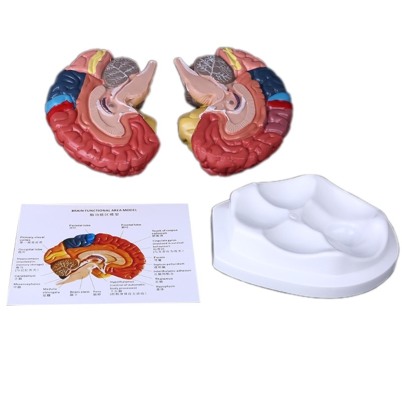 2024 New Life Size Human Brain Functional Area Model Anatomy For ...