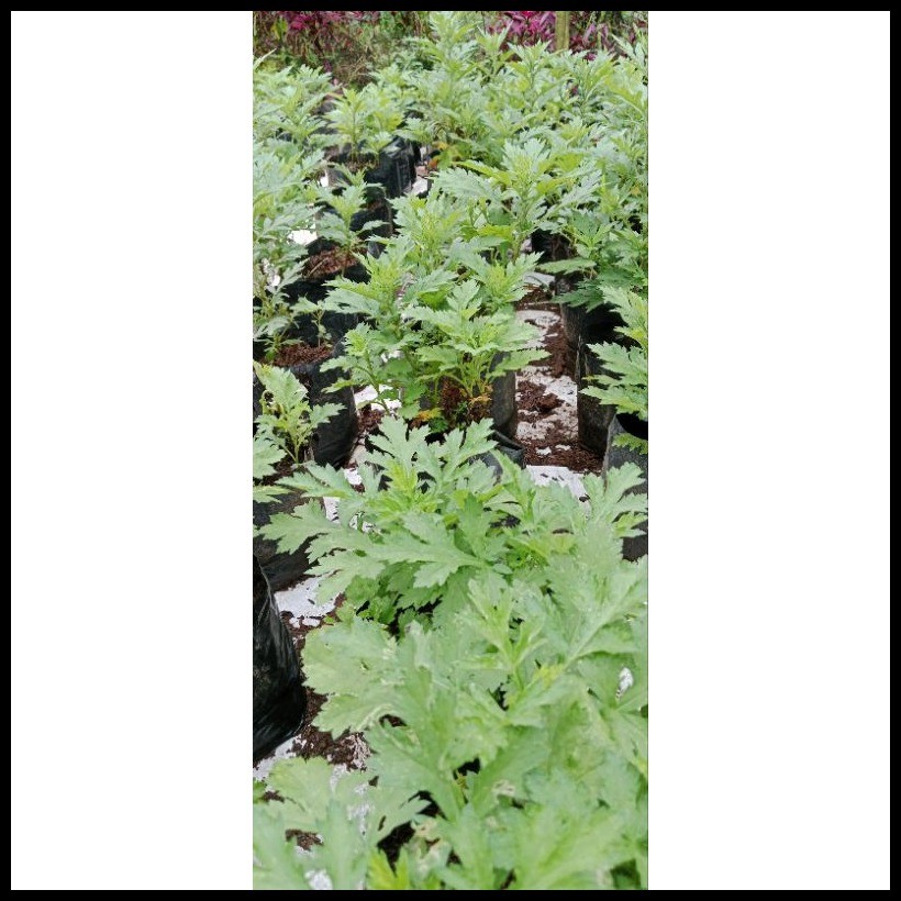 Artemisia absinthium /Mugworts Plant/Damong Maria | Shopee Philippines