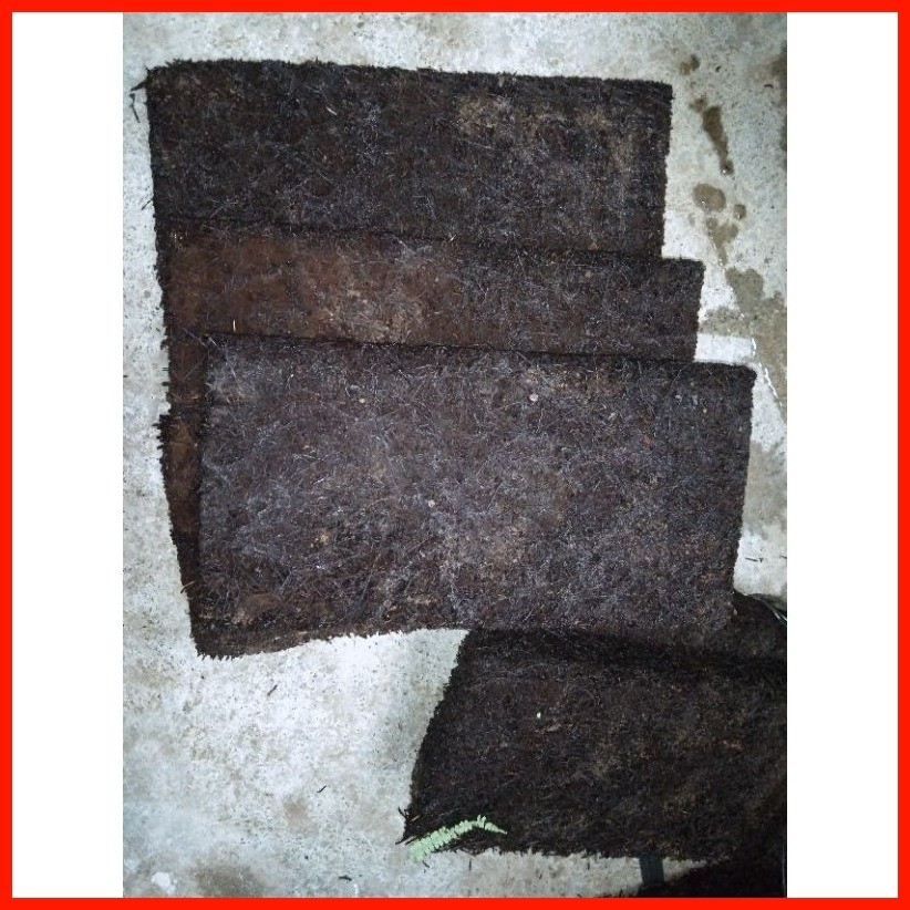 Fern Slab for plants (Orchids,and other airplants) | Shopee Philippines