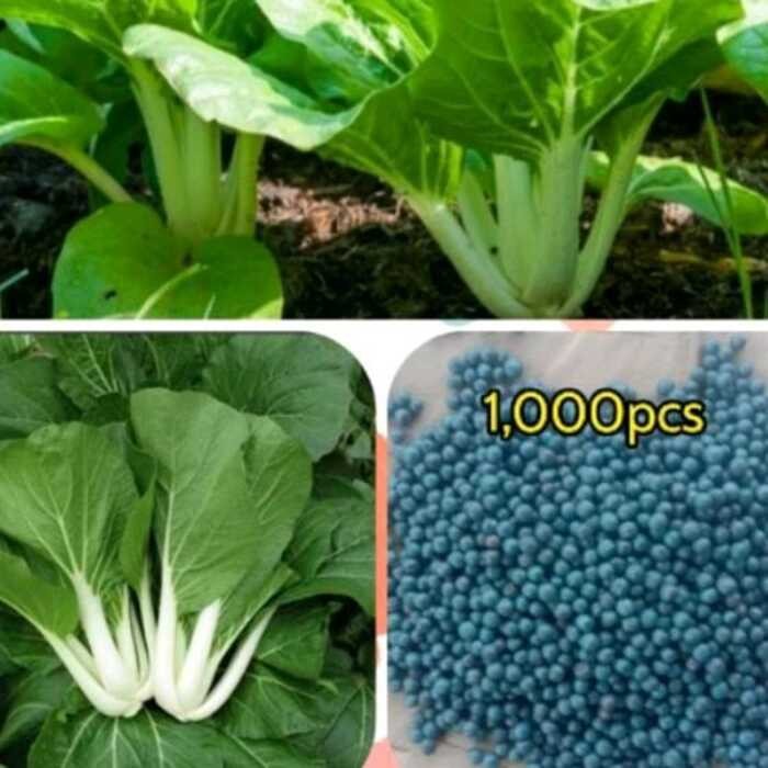 Pechay Seeds For Planting (Approx 1000 Seeds) Certified Seeds Butong Gulay | Shopee Philippines