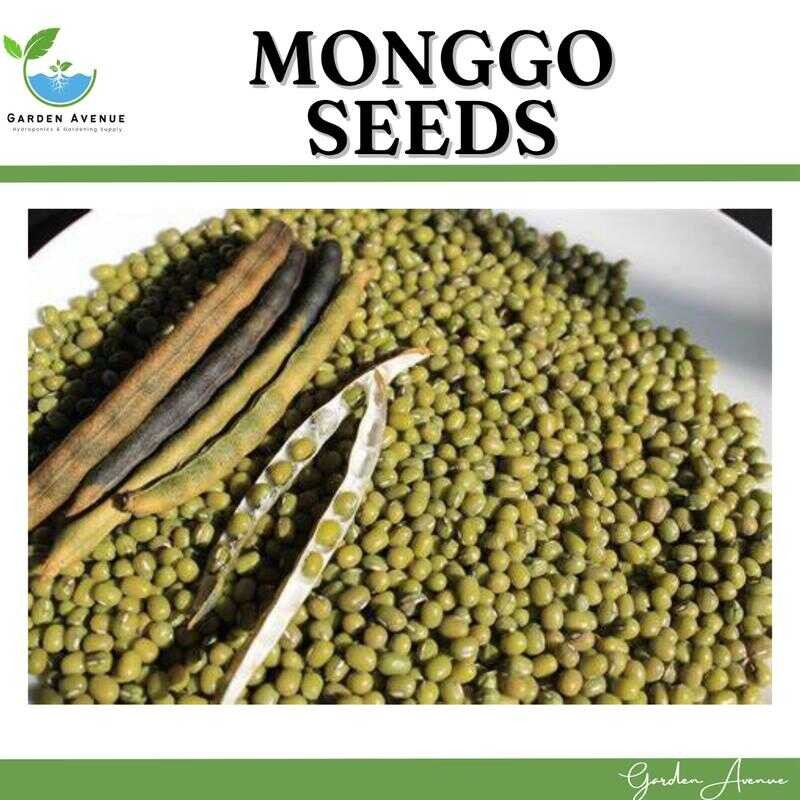 MONGGO Seeds/Mungbeans HIGH Yield/Easy TO GROW - FOR PLANTING ONLY ...