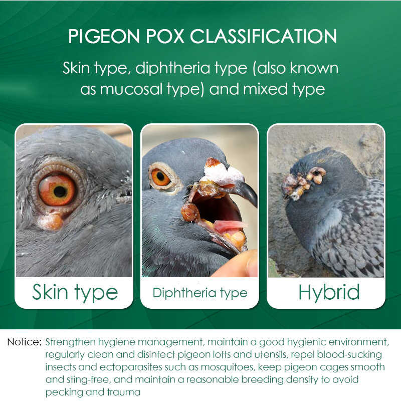 Oral Good Medicine For Skin Mucosal Type Pox 100 Tablets Racing Pigeon ...
