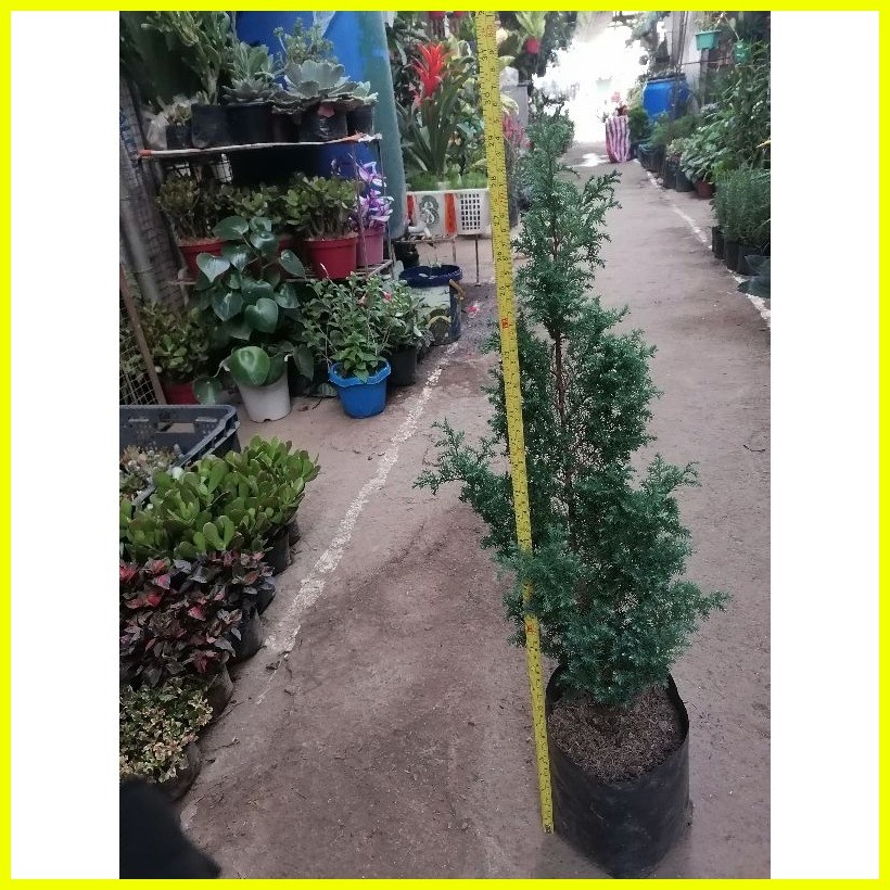 Big size Silver pine tree | Shopee Philippines