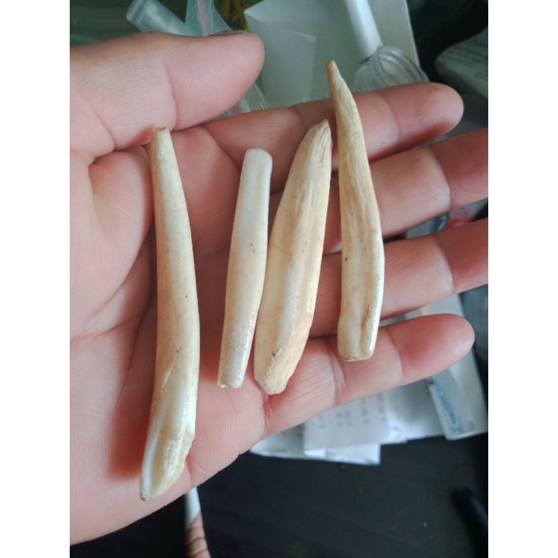Ngipin ng baboy ramo nakuha nung Byernes Santo | Shopee Philippines