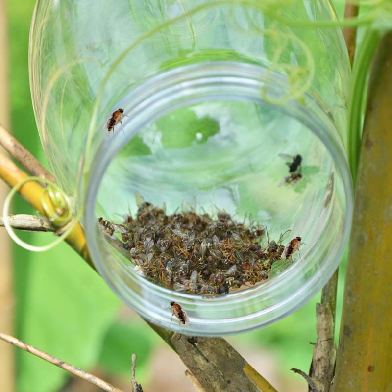 10Pcs Fruit Fly Trap Attractant Bait Lure Safe Effective Pest Control ...