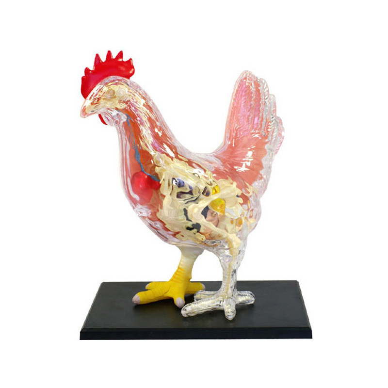 4D Vision Animal Chicken (Full Skeleton) Organs Anatomy Model 32 Parts ...