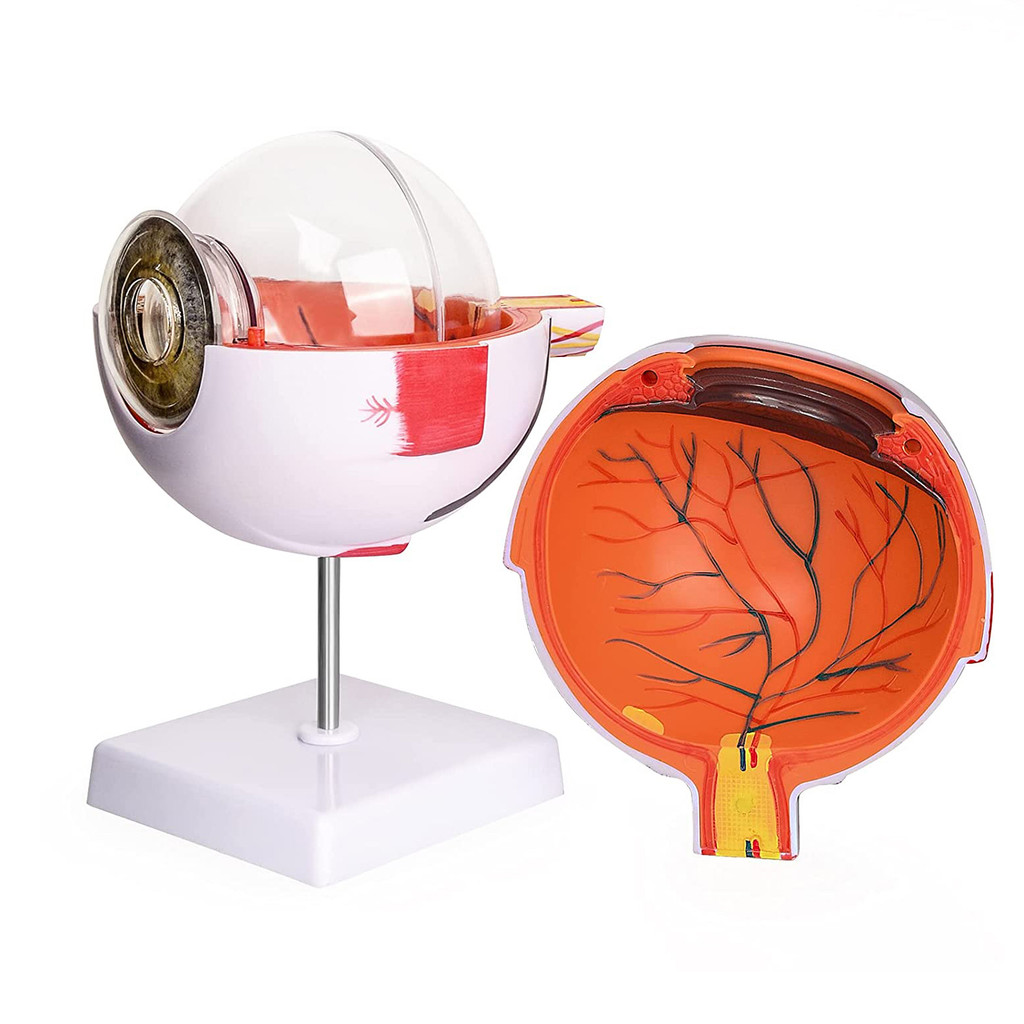 6X Enlarged Human Eye Anatomical Model Detachable 7 Parts Show Eyeball ...