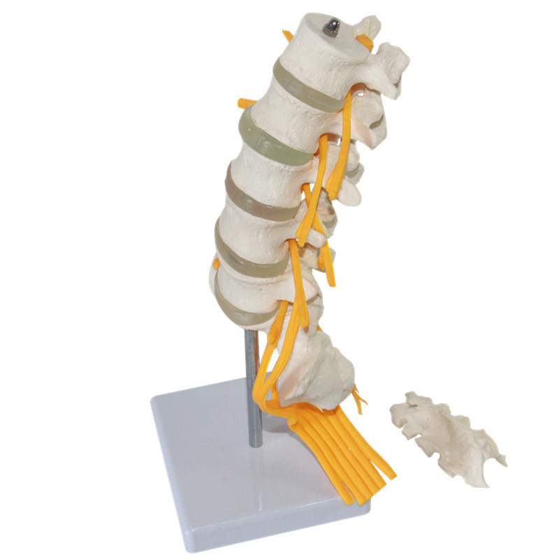 Human Lumbar Spine Model Coccyx, With Cauda Equina Nerve Type 2 ...