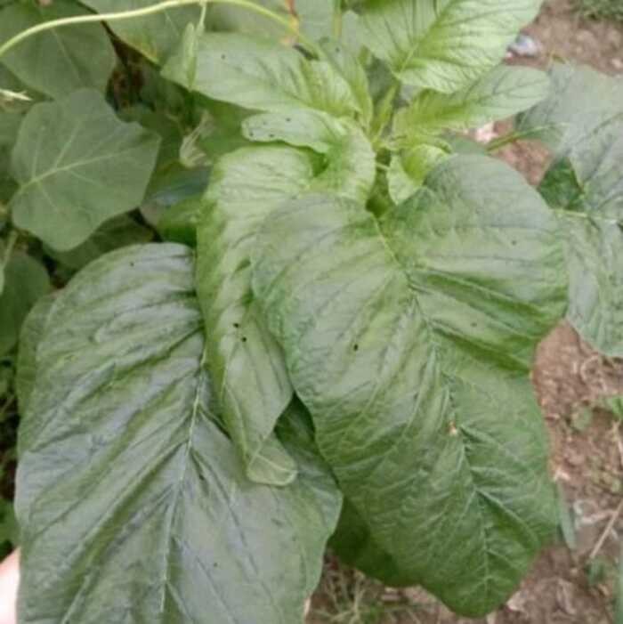 Giant Kulitis/ Hybrid Kulitis/Native Kulitis Seeds (100 Seeds/Pack ...