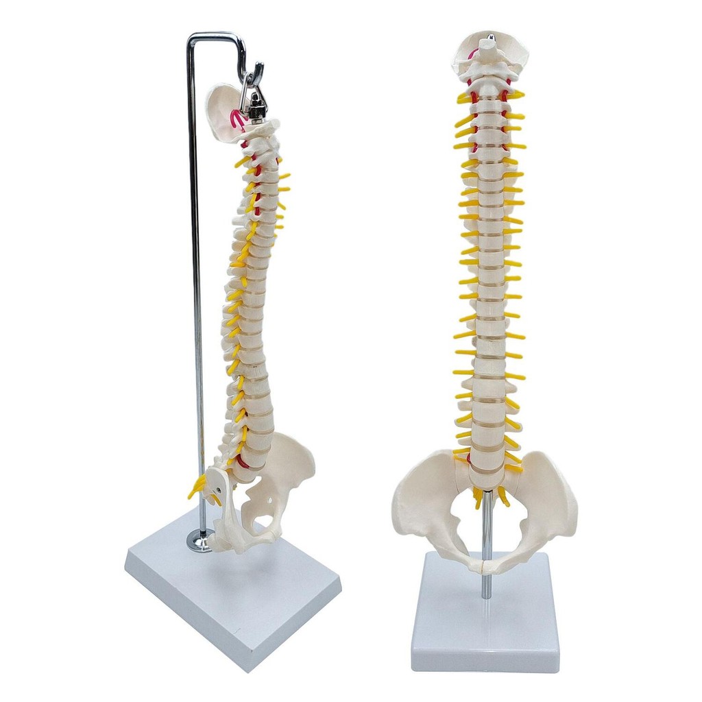 Fexible Spine Model Vertebral Column 45Cm Anatomy Life Size For Display ...