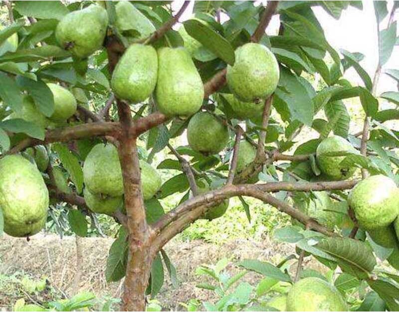 Guapple Fruit tree seeds, Hybrid Seedlings High Yield/Red Guava Seeds ...