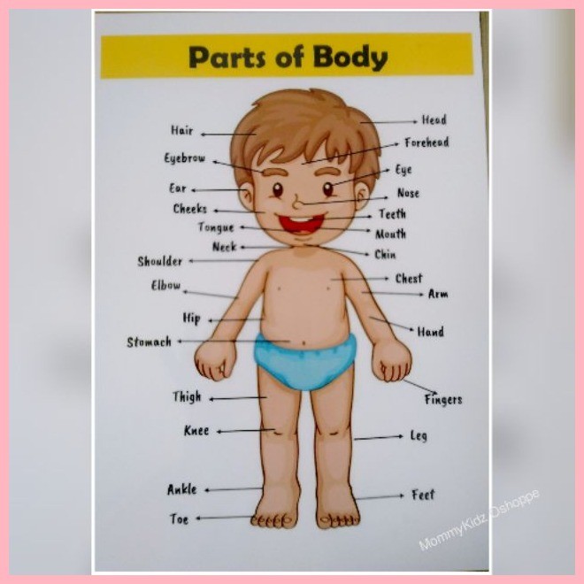 COD Parts of the Body A4 size Laminated Educational Wall Chart | Shopee ...